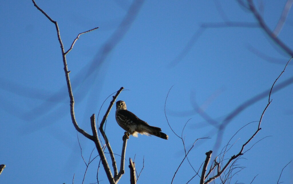 Merlin from Colorado County, TX, USA on December 16, 2023 at 09:51 AM ...