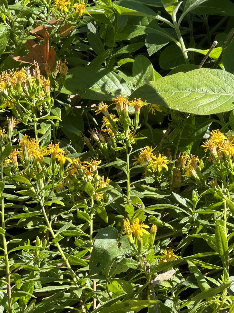 Mexican Trixis in December 2023 by Jerry Morrisey · iNaturalist