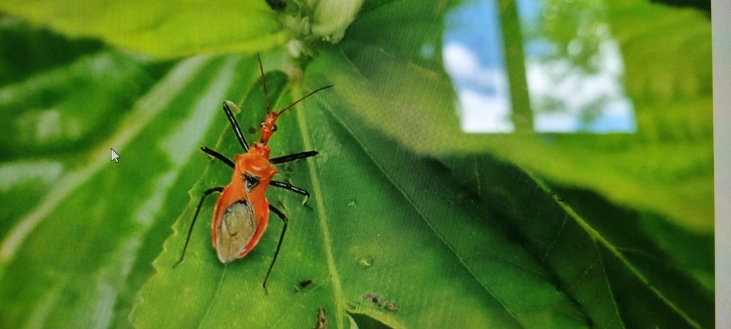 Orange Assassin Bug from Netherdale QLD 4756, Australia on December 19 ...