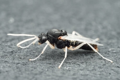 Polyergus samurai · NaturaLista Colombia