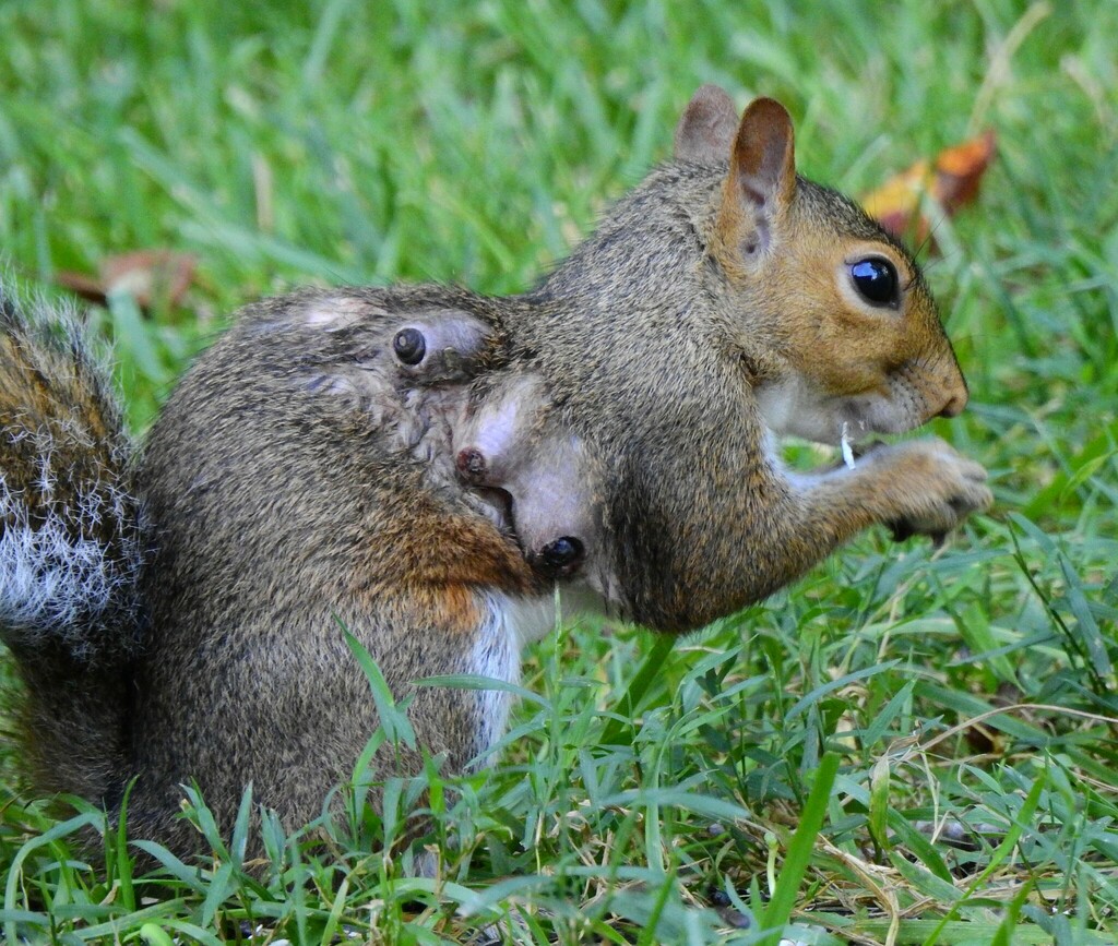 Squirrel Bot Fly from Campbell County, VA, USA on September 8, 2023 at ...