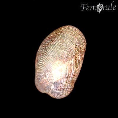 Musculus lateralis (Sandy Beach Species of the Americas) · BioDiversity4All