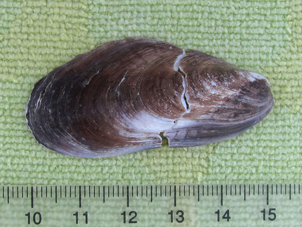 Southern Horse Mussel (Sandy Beach Species of the Americas ...