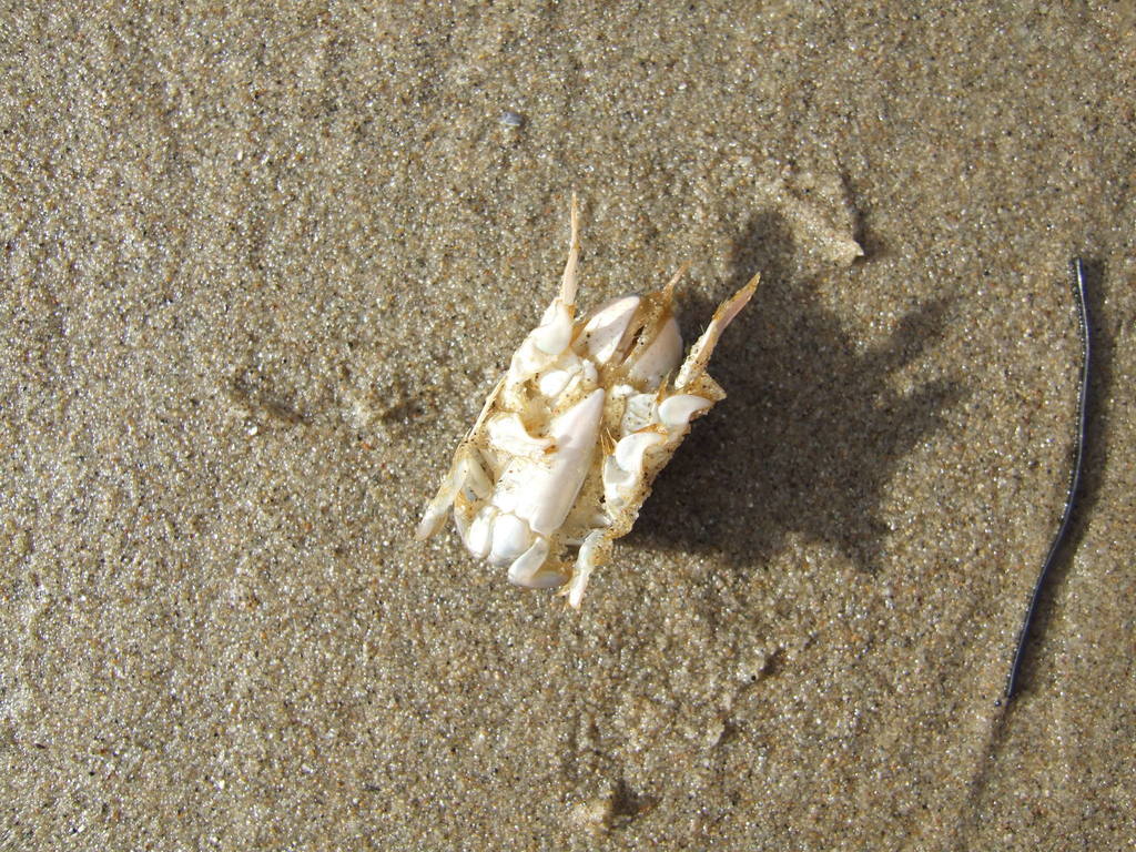 Pacific Sand Crab (Sandy Beach Species of the Americas) · iNaturalist