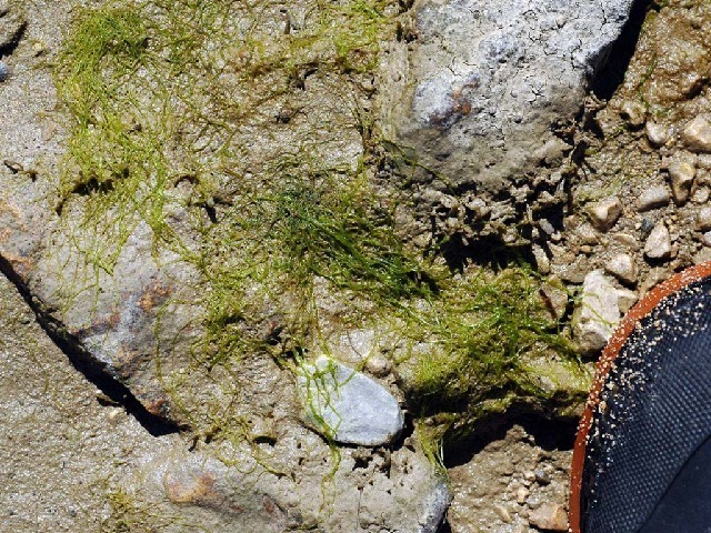 Ulva prolifera (Rocky Shore Species of the Americas) · iNaturalist