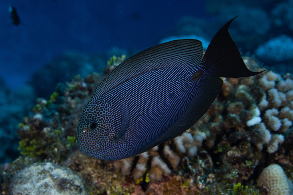 Bluelined Surgeonfish from Cook Islands on December 5, 2023 by Kirby ...