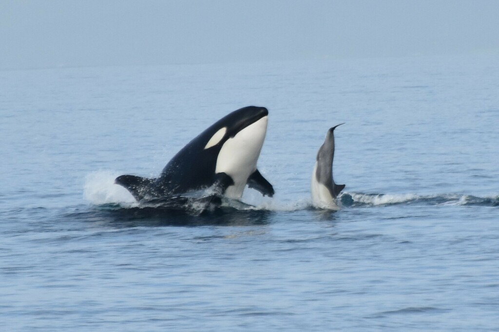 (Orcinus) - Marine Life Identification