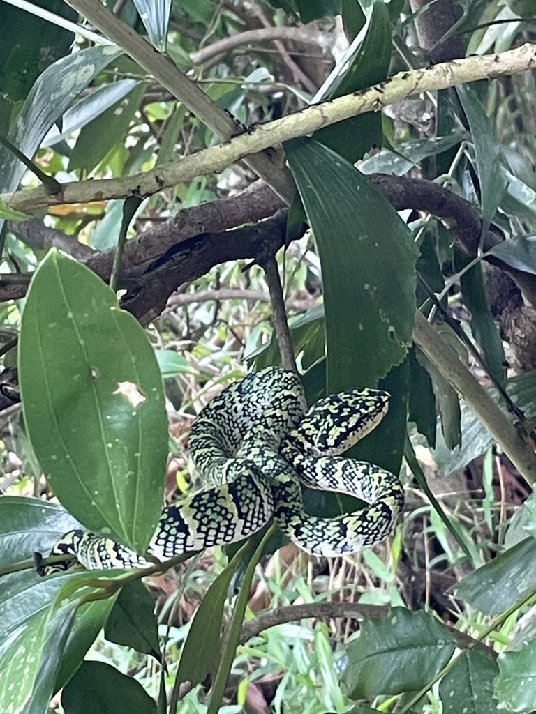 Wagler's Pit Viper from Central Catchment Nature Reserve, SG on ...