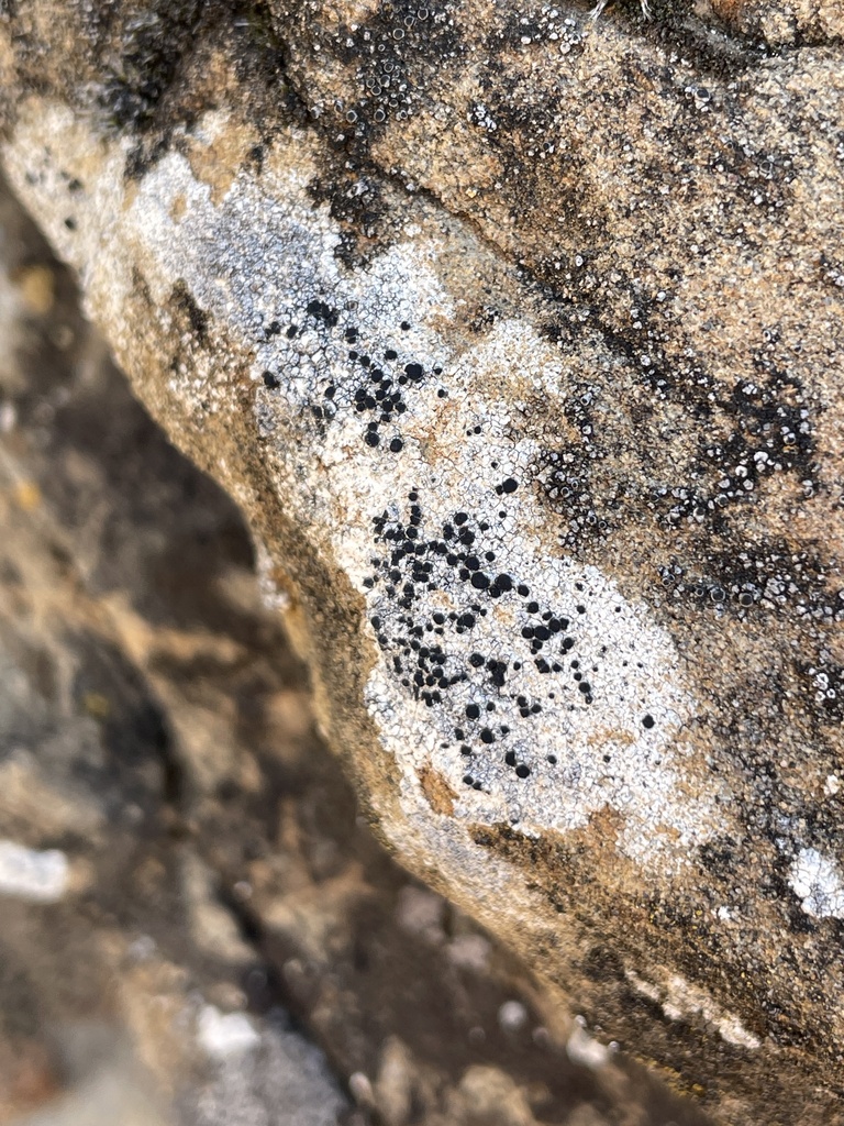 Rock Disk Lichen in December 2023 by christian_nunes · iNaturalist