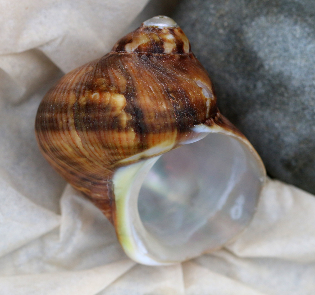Military Turban from Woolgoolga Headland, NSW 2456, Australia on ...