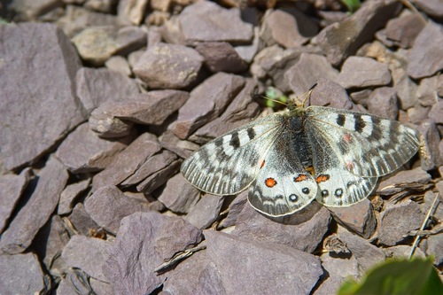 Subspecies Parnassius delphius namanganus · iNaturalist