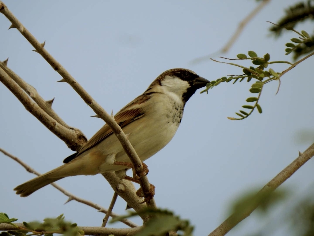 House Sparrow from Sir Bani Yas - Abu Dhabi - United Arab Emirates on ...