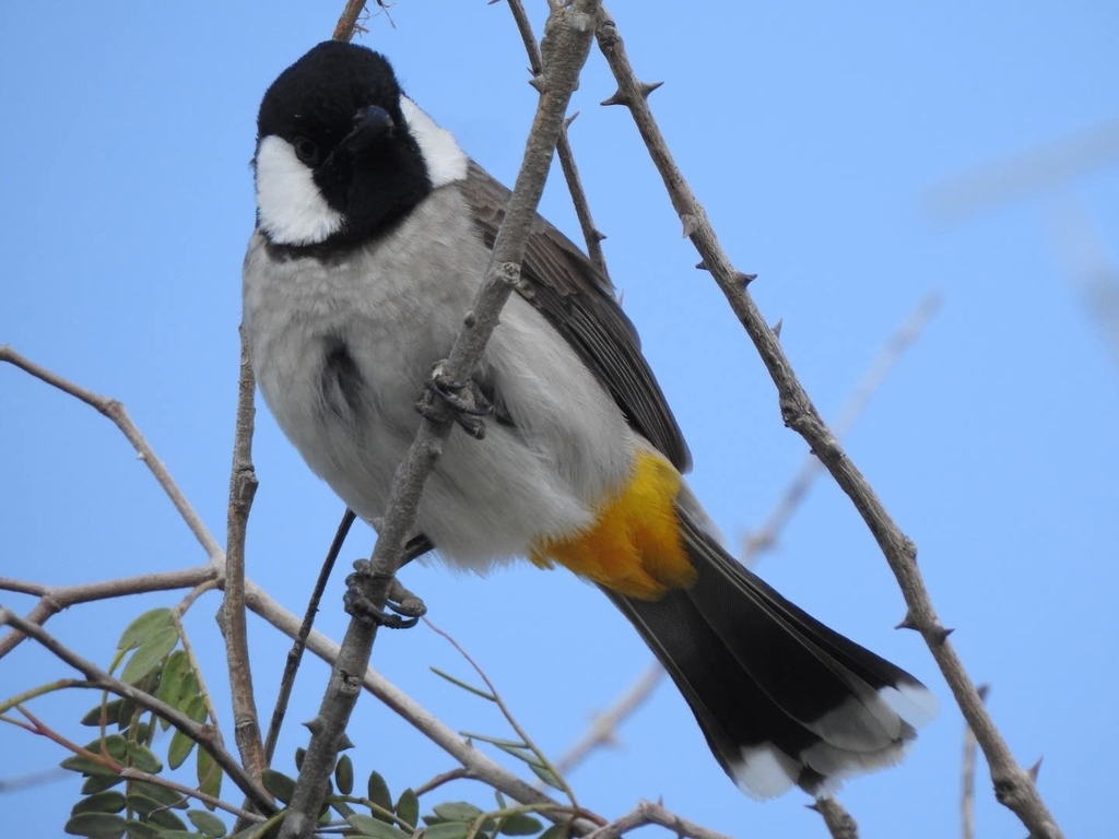 White-eared Bulbul from Sir Bani Yas - Abu Dhabi - United Arab Emirates ...