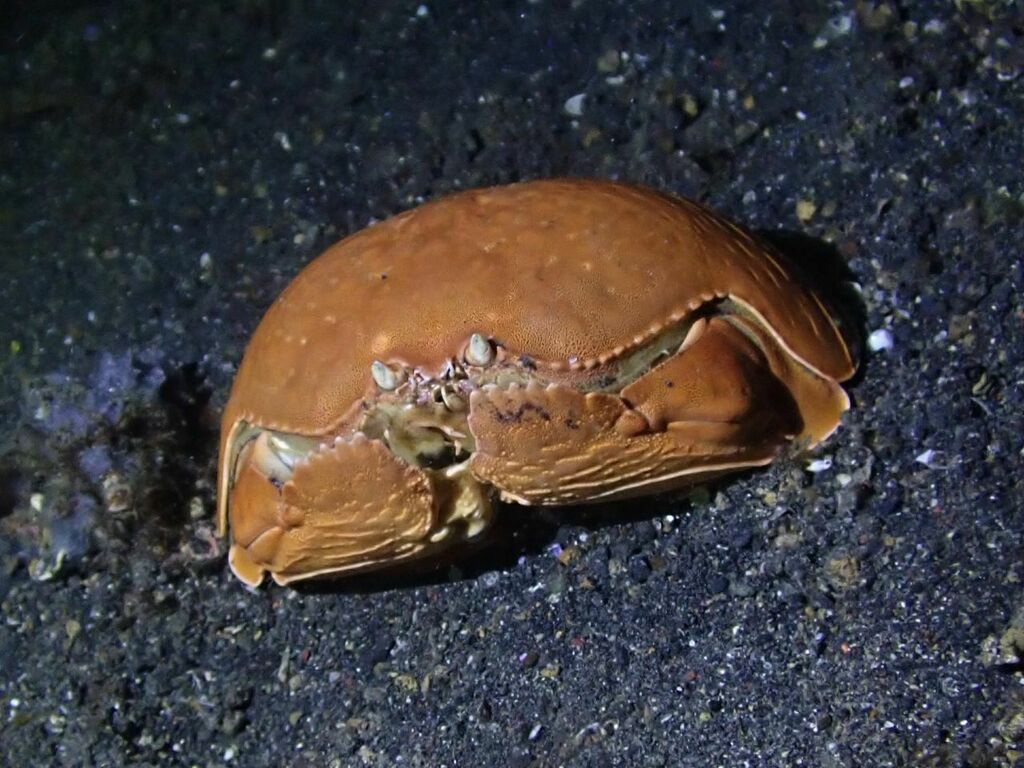 Smooth Box Crab from Bitung, ID-SW, ID on December 17, 2023 at 06:21 PM ...