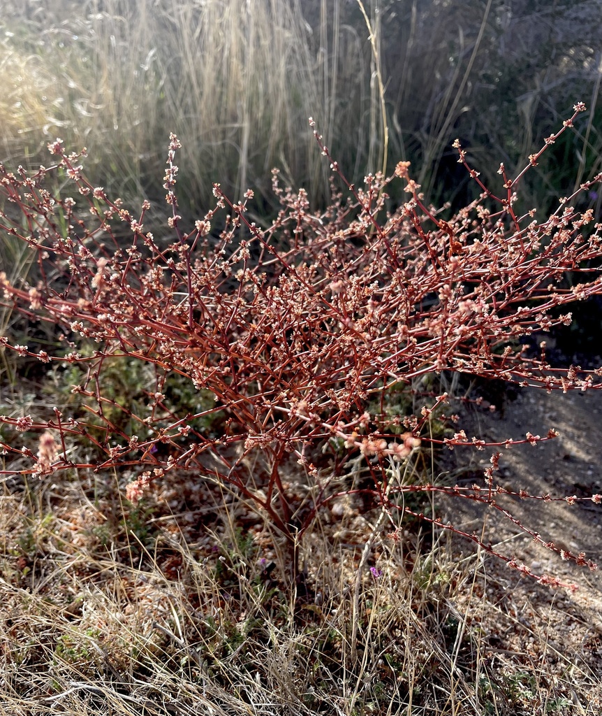 Slender Woolly Buckwheat from Sand to Snow National Monument ...