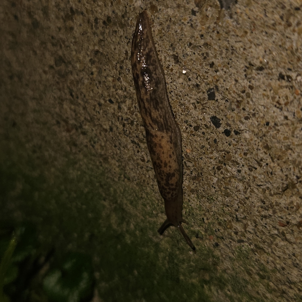 Milky Slug from Saint-Joachim, QC G0A 3X0, Canada on December 19, 2023 ...