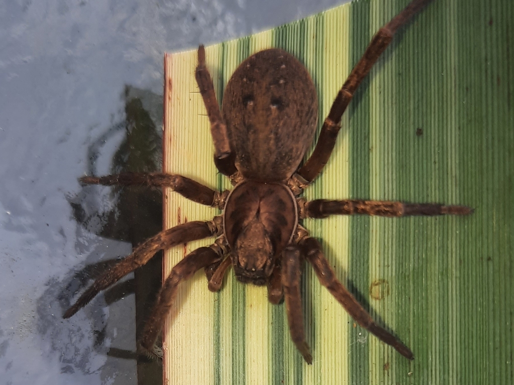 Large Brown Vagrant Spider from Avonhead, Christchurch 8042, New ...