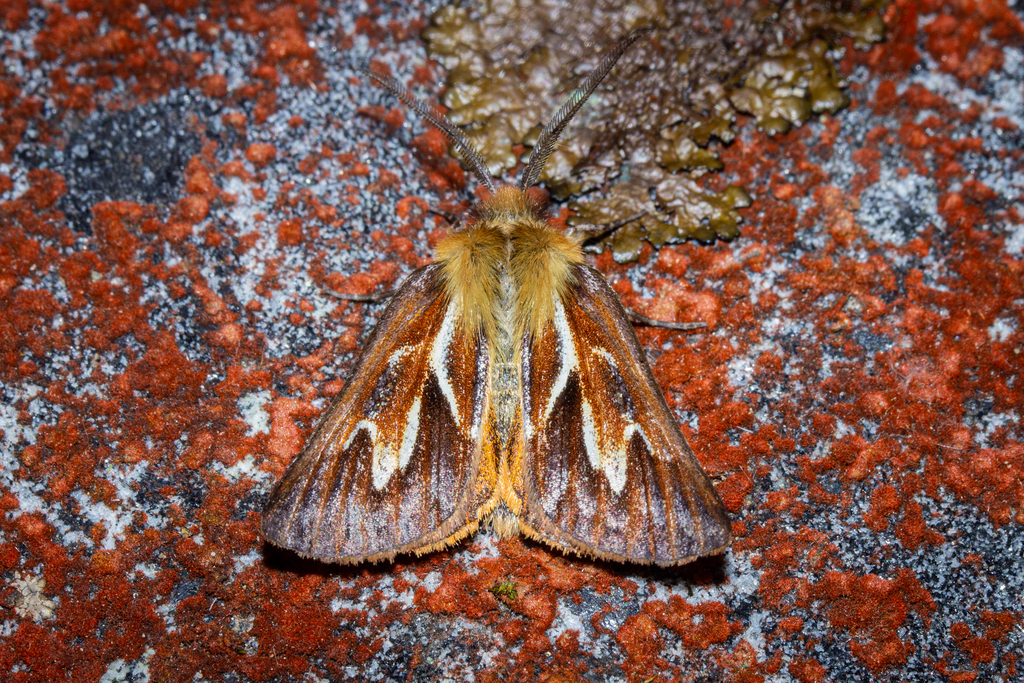 Streaked Inanga Looper from Southland District, Southland, New Zealand ...
