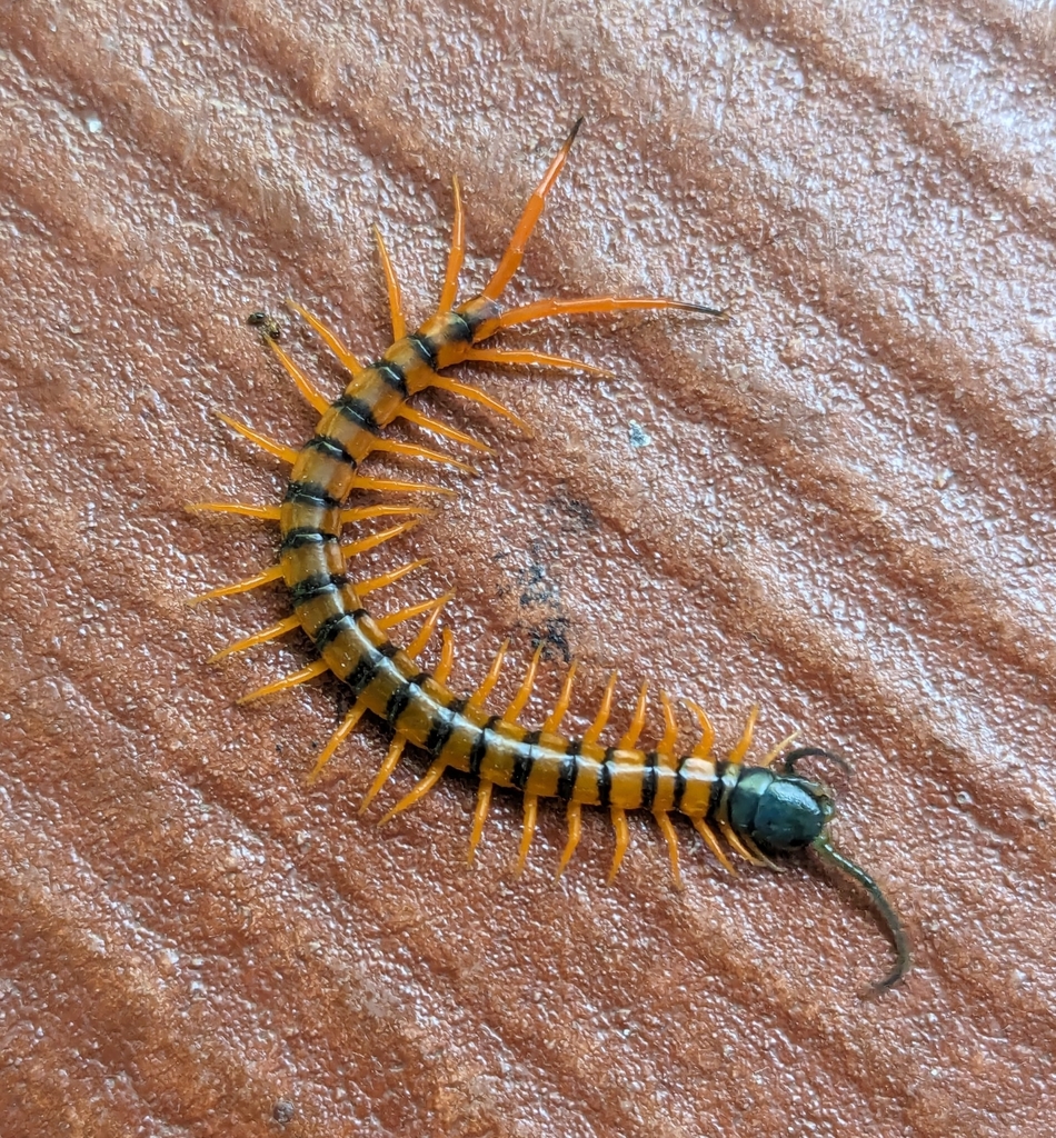 Vietnamese Centipede from Ko Li Pe, Mueang Satun District, Satun ...