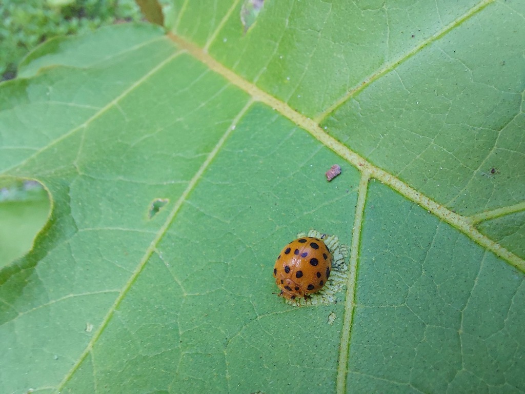 Hadda Beetle from Brisbane QLD, Australia on December 19, 2023 at 03:45 ...