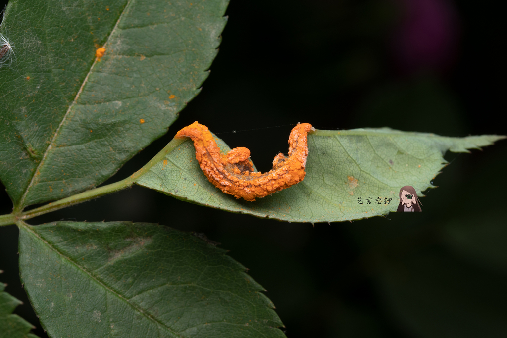 Multiflora rose rust from 中国安徽省合肥市蜀山区长江西路安徽农业大学 on April 21, 2023 at 11 ...