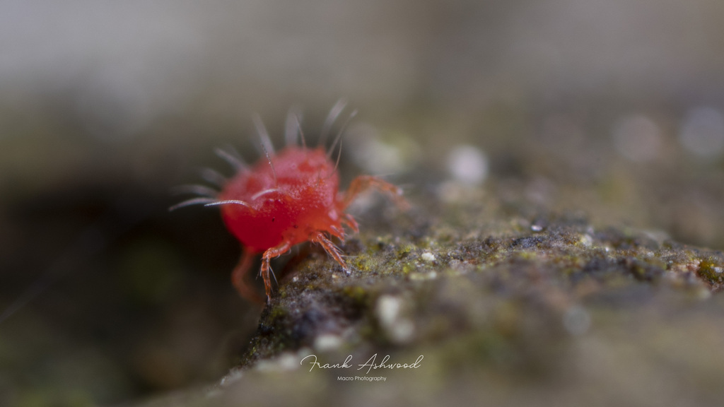 Stigmaeidae from Cashmere, Christchurch 8022, New Zealand on December ...