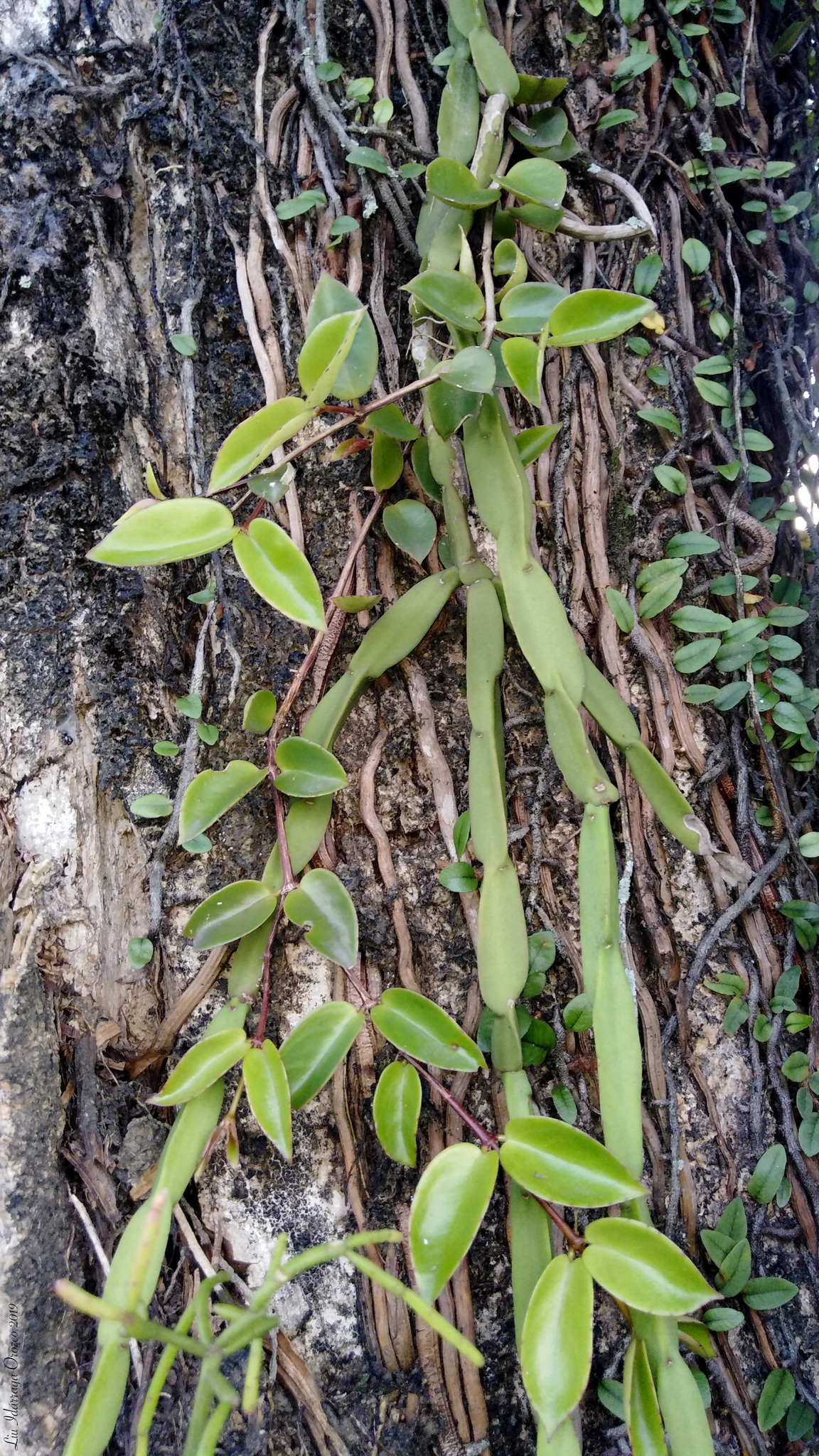 Rhipsalis paradoxa (Salm-Dyck) Salm-Dyck
