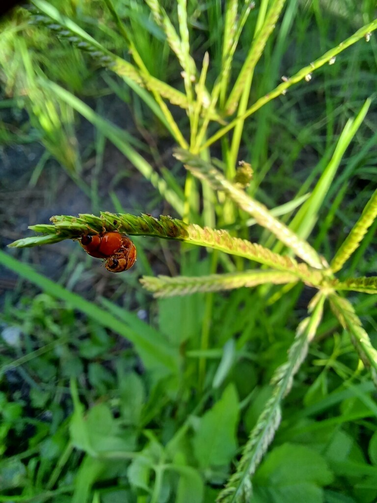 Micraspis from 982台灣花蓮縣卓溪鄉 on August 21, 2023 at 09:42 AM by ...