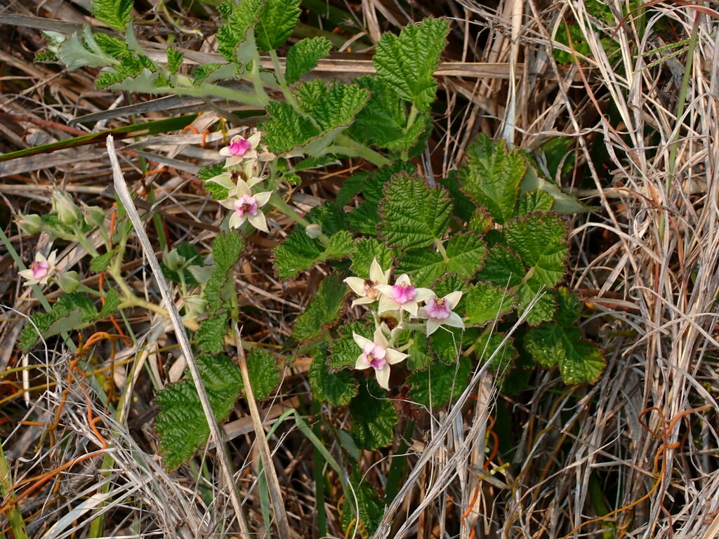 small-leaf bramble from Way Way NSW 2447, Australia on December 19 ...