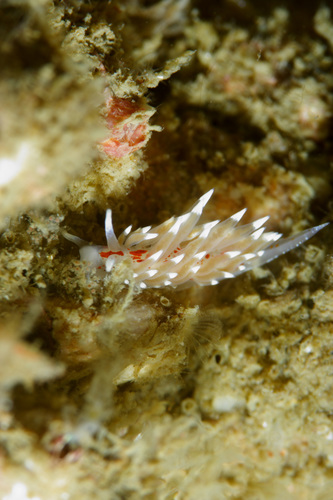 Eubranchus linensis · iNaturalist Mexico
