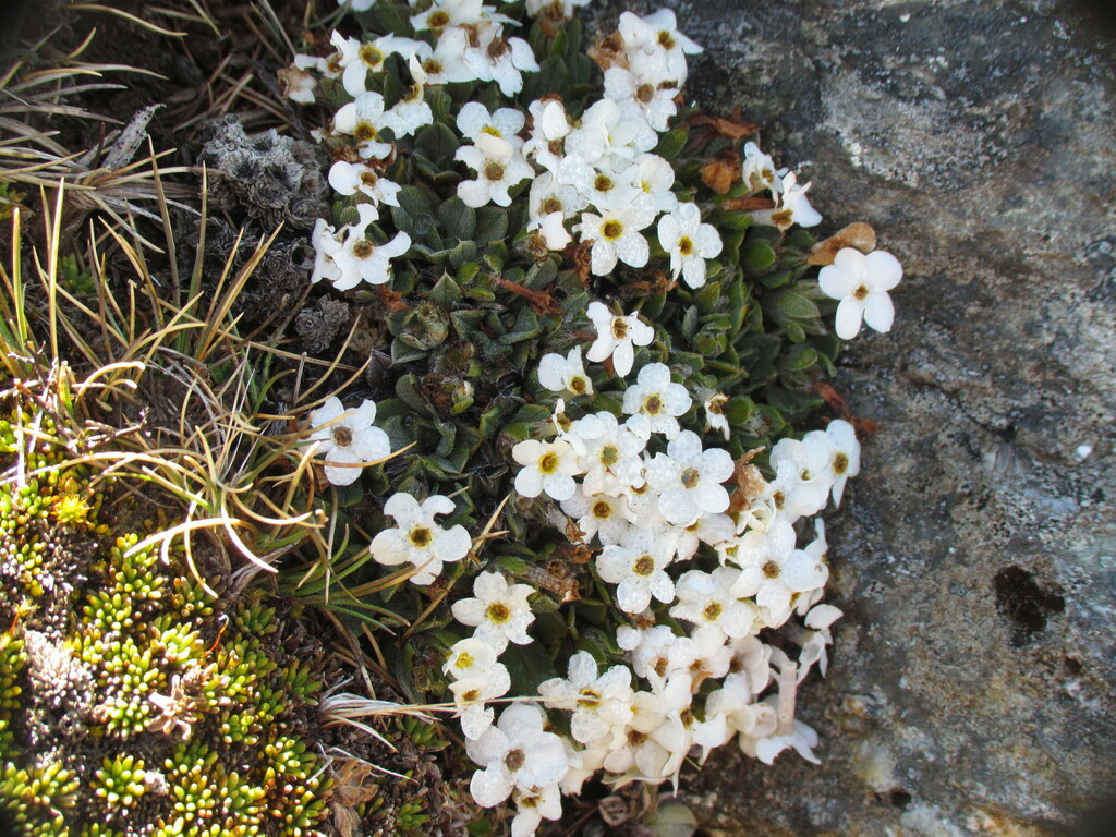 Myosotis cheesemanii in December 2023 by ian dench · iNaturalist