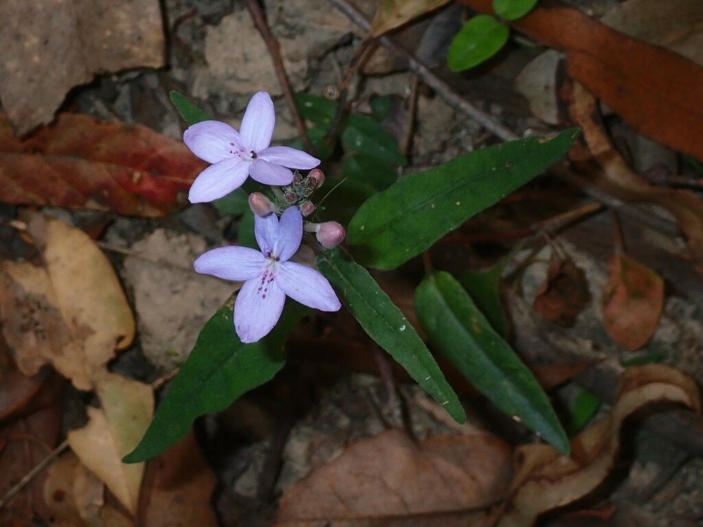 Pastel Flower from Valery NSW 2454, Australia on December 19, 2023 at 11:22 AM by Adrian Gale ...