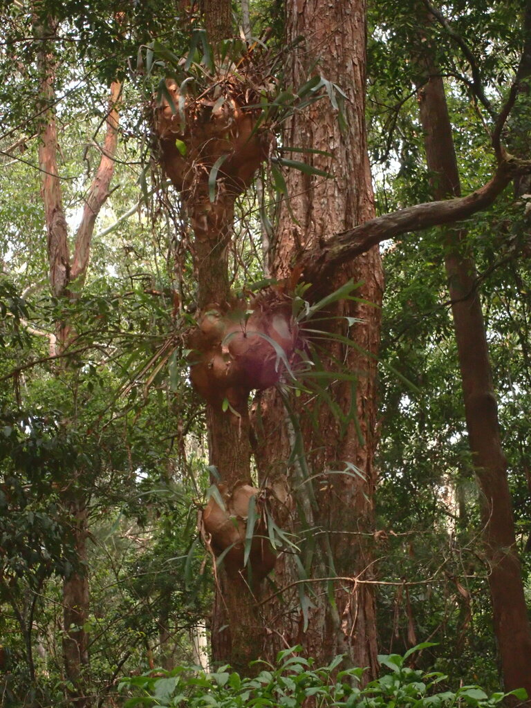 Elkhorn fern from Valery NSW 2454, Australia on December 19, 2023 at 11:25 AM by Adrian Gale ...