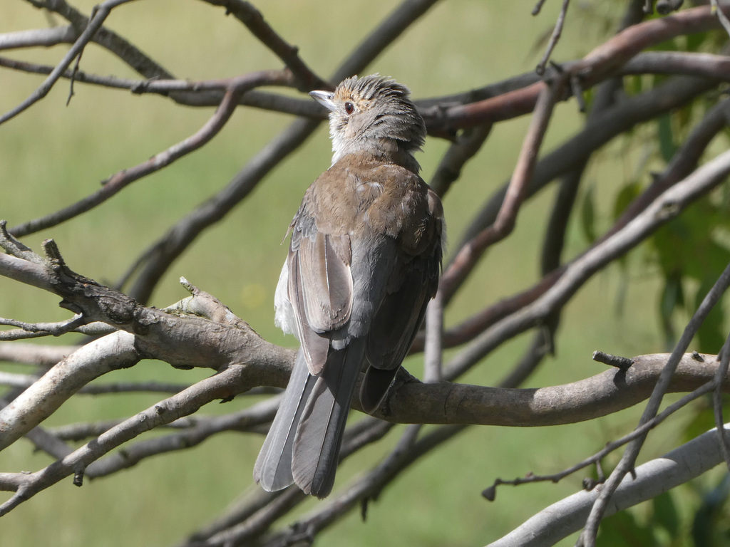 Grey Shrikethrush from New Gisborne VIC 3438, Australia on December 14 ...