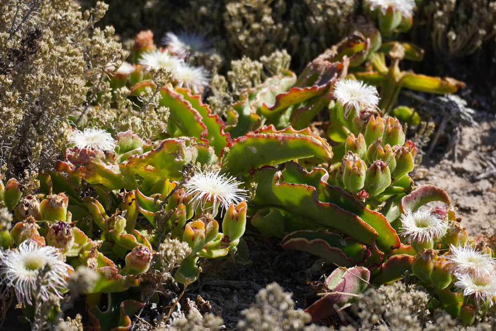 Mesembryanthemum alatum from West Coast Peninsula, South Africa on ...