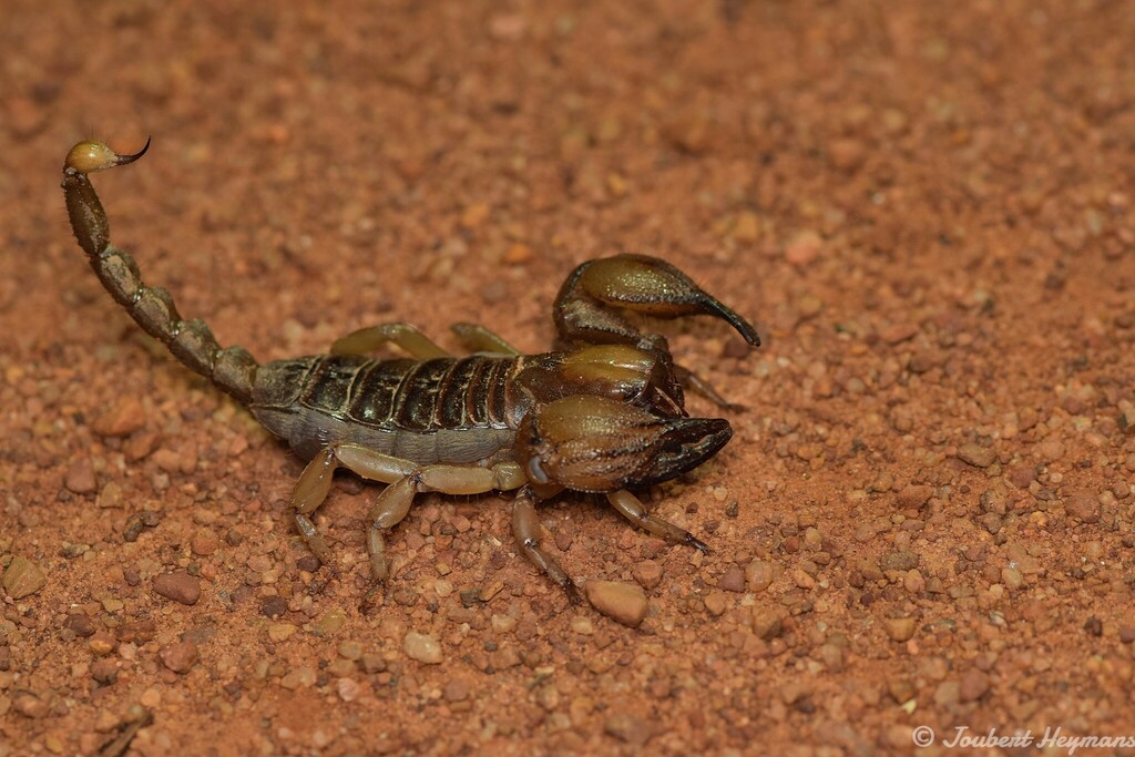Shiny Burrow Scorpion from Waterberg District Municipality, South ...
