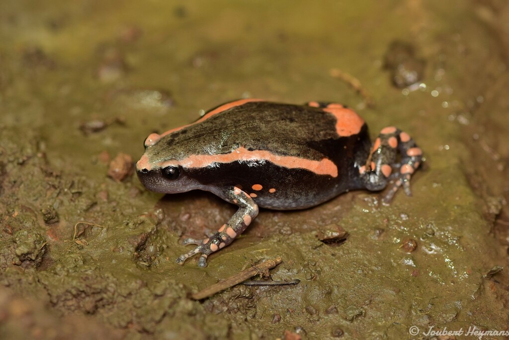 Red-Banded Rubber Frog from Waterberg District Municipality, South ...