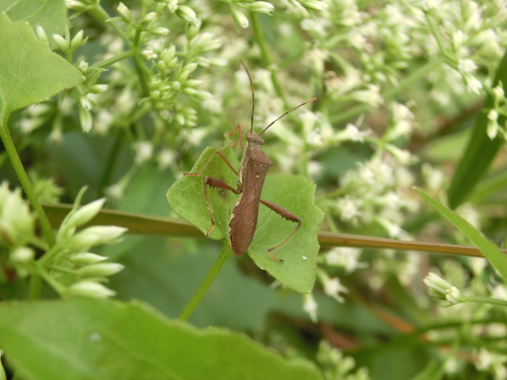 Riptortus linearis from 557台灣南投縣竹山鎮 on December 19, 2023 at 01:26 PM by ...