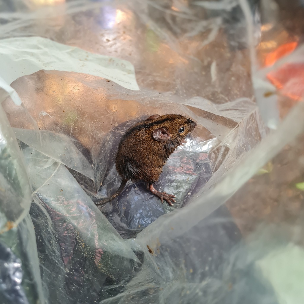 Liberian Forest Striped Mouse from Bo, Sierra Leone on October 25, 2023 ...