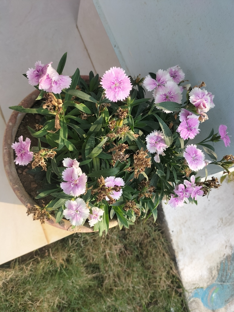 carnations from NAGI DAM BIRD SANCTUARY on December 19, 2023 at 02:33 ...