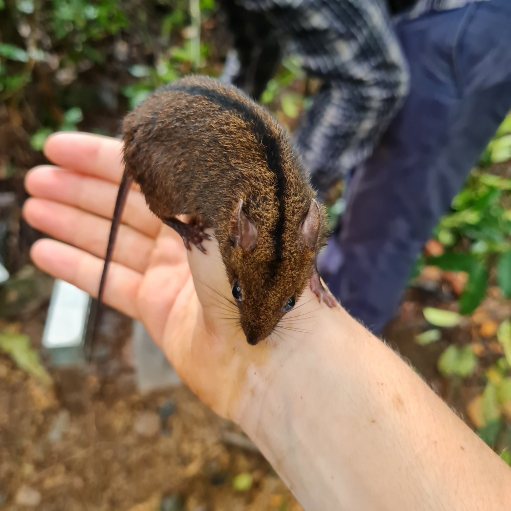 Liberian Forest Striped Mouse (Typomys planifrons) - Know Your Mammals