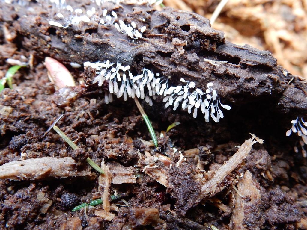 Amaurochaetaceae from Glentui, New Zealand on October 30, 2023 at 01:25 ...
