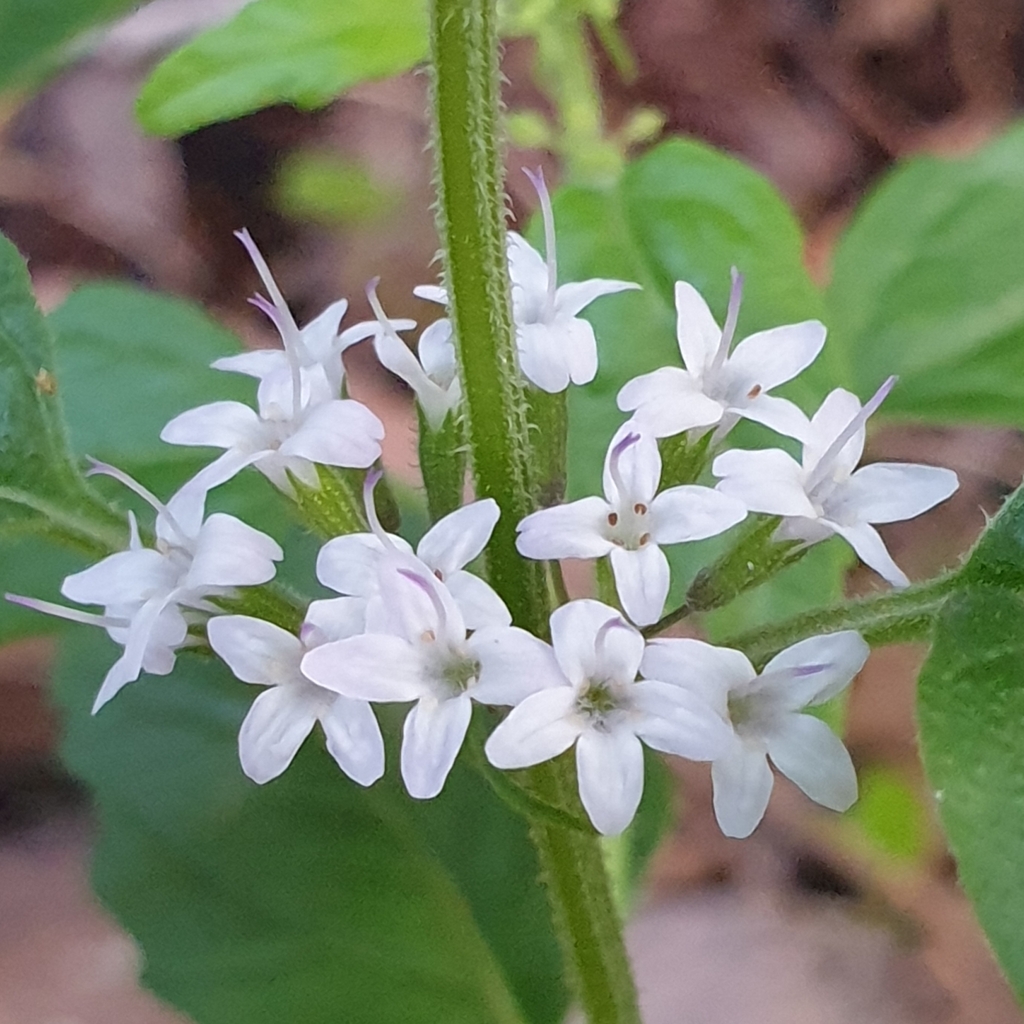 Native River Mint from Sassafras Gully VIC 3787, Australia on December ...