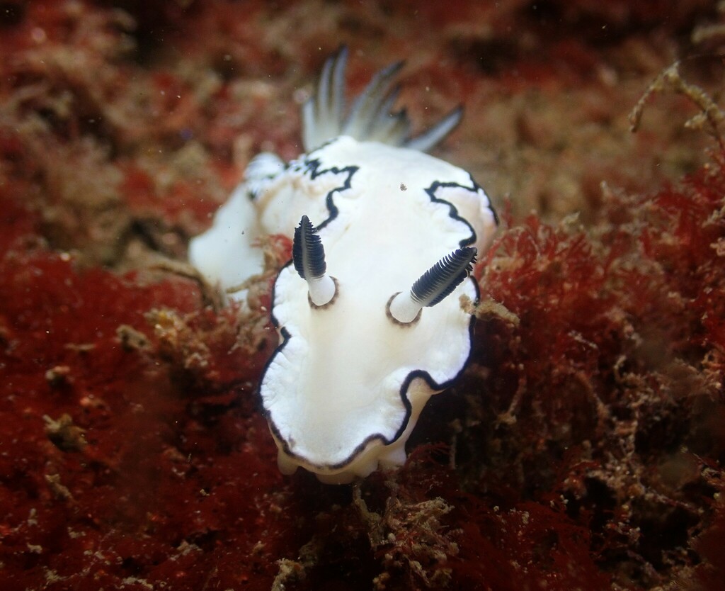 Black-margined Nudibranch from Sydney NSW, Australia on December 19 ...