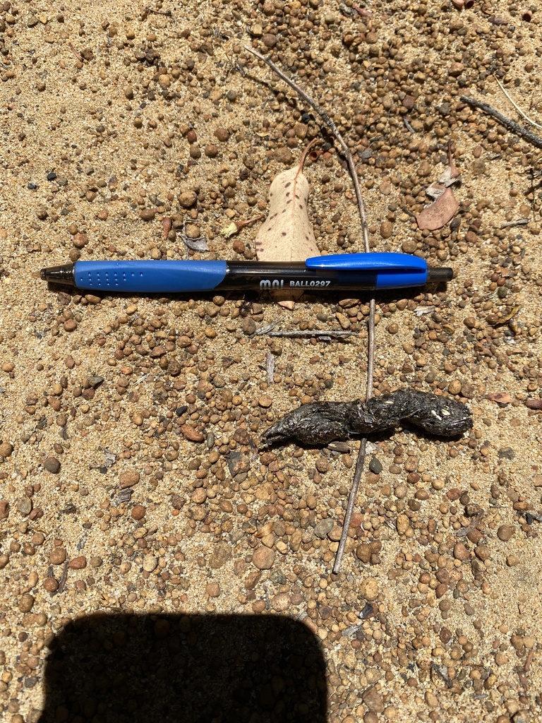 Western Quoll in December 2023 by Dylan Goldspink. A latrine with ...