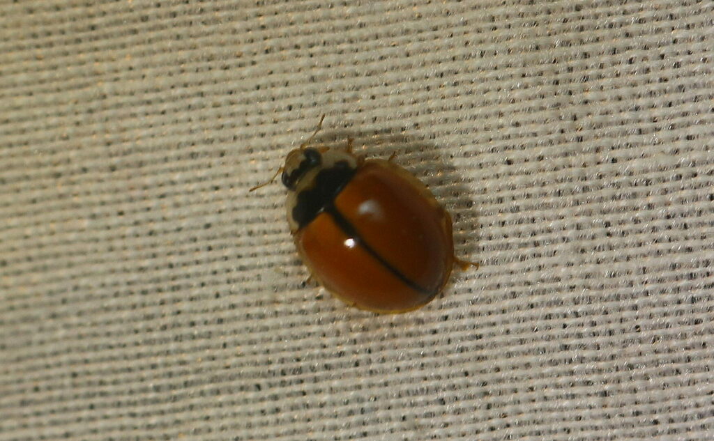 Propylea dissecta from Madalli Rd, Madahalli, Karnataka 570026, India ...
