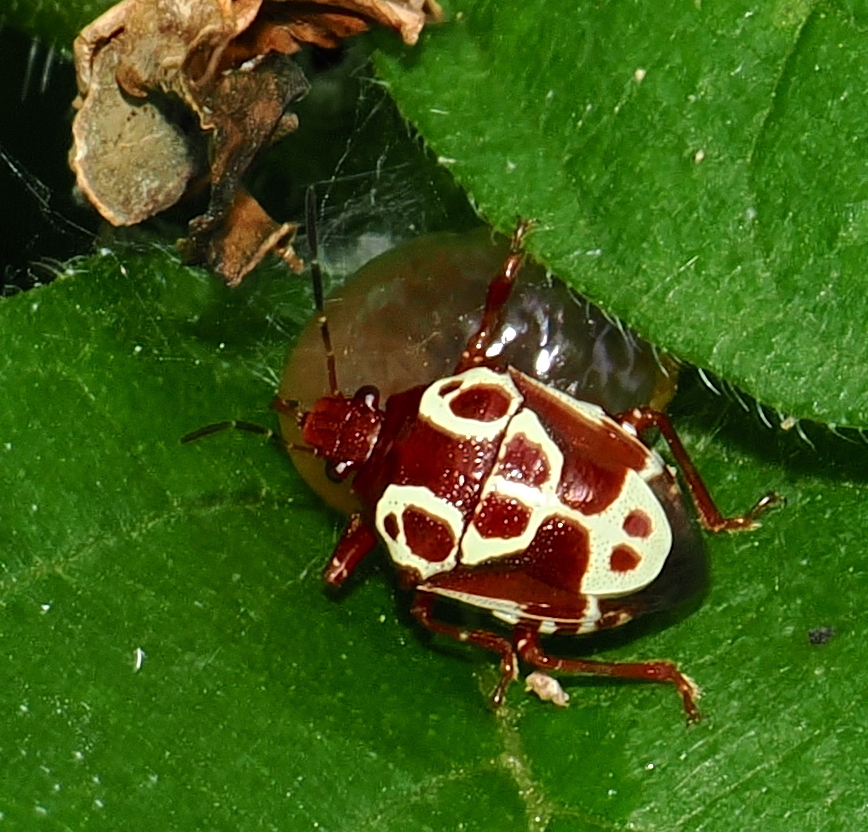 Stink Bugs from Agricola Camelias, Turbaco, Bolivar, Colombia on ...