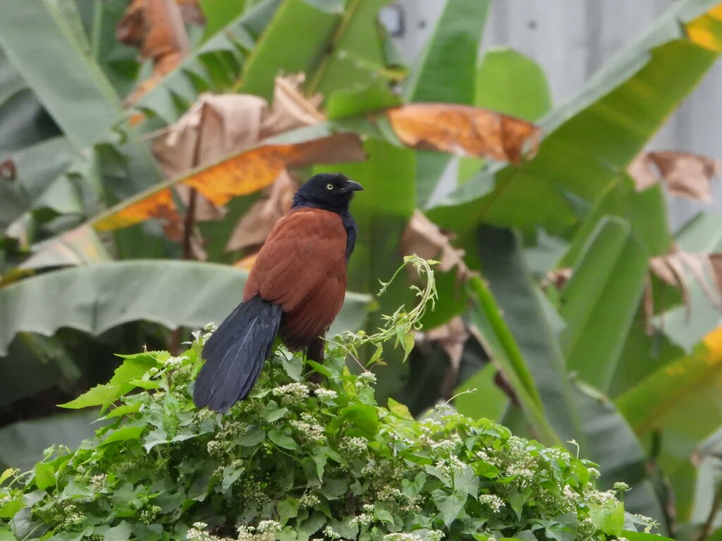 Lesser Coucal from Tung Chung, Hong Kong on December 19, 2023 at 12:15 ...