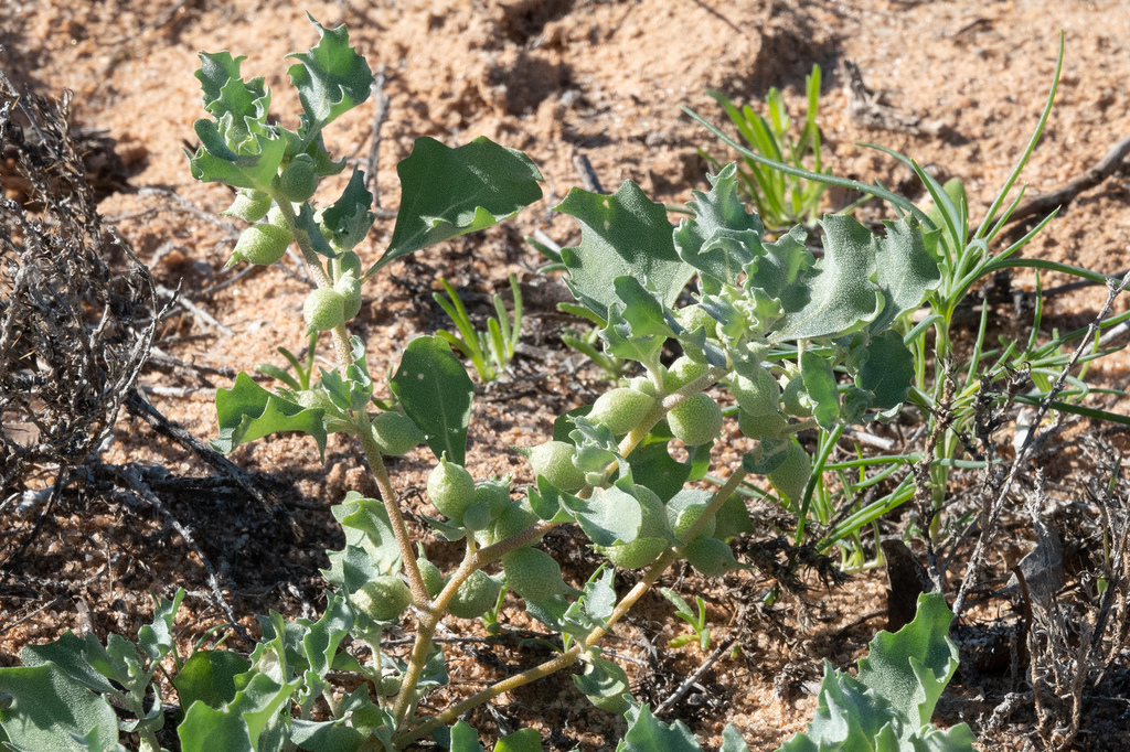 Pop Saltbush from Innamincka SA 5731, Australia on August 3, 2023 at 09 ...