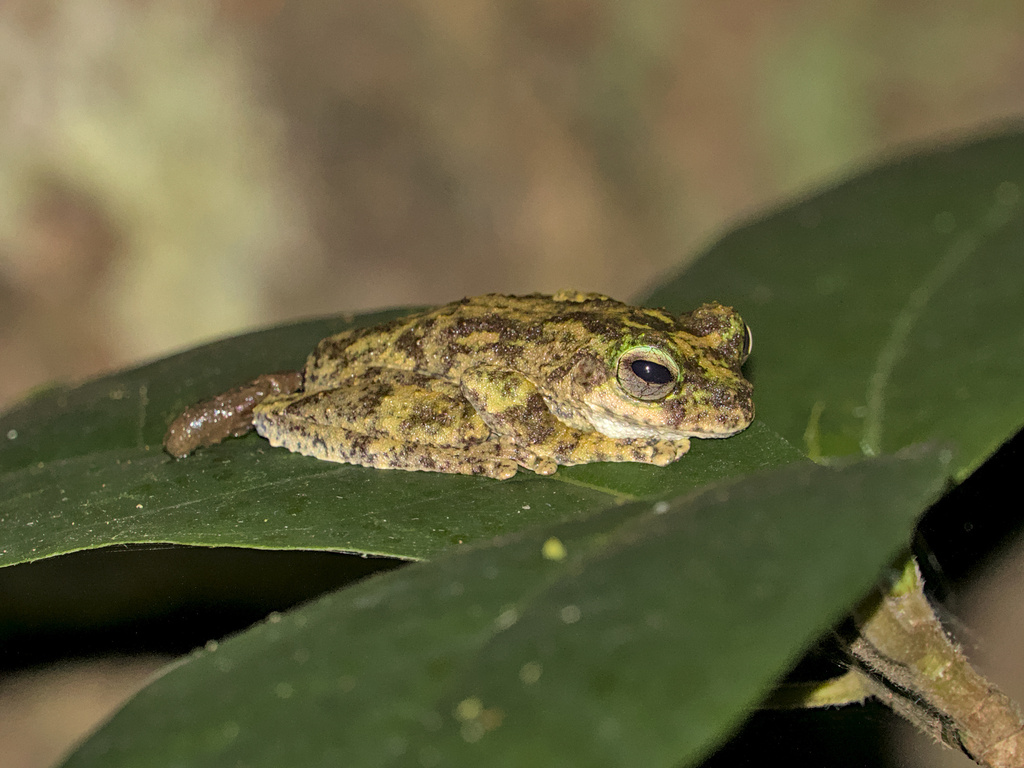 Green-eyed Tree Frog in December 2023 by Levi Brown · iNaturalist